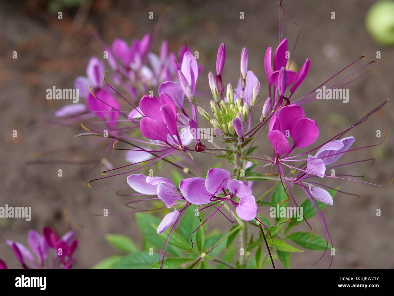 Pink cleome hassleriana flower. This plant is also known under the ...