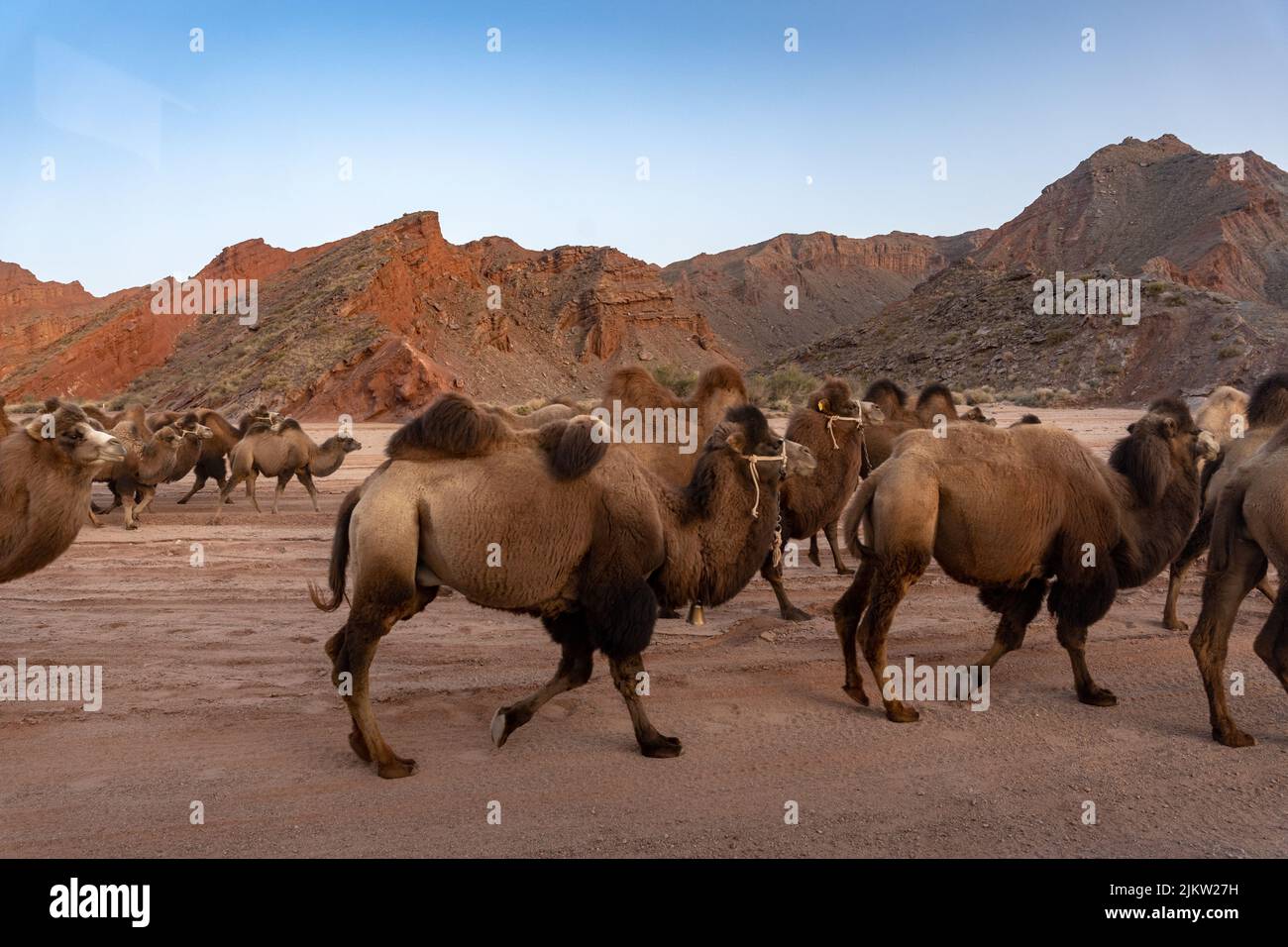 A group of camels walking in a desert Stock Photo - Alamy