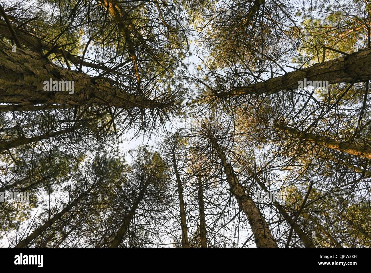 A low angle shot of tall trees Stock Photo - Alamy