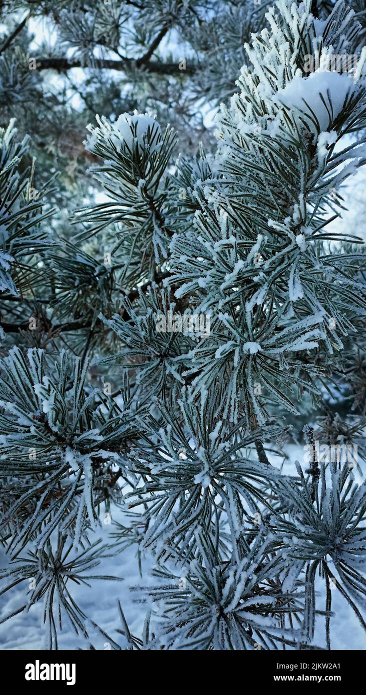 Vertical shot frozen tree hi-res stock photography and images - Alamy