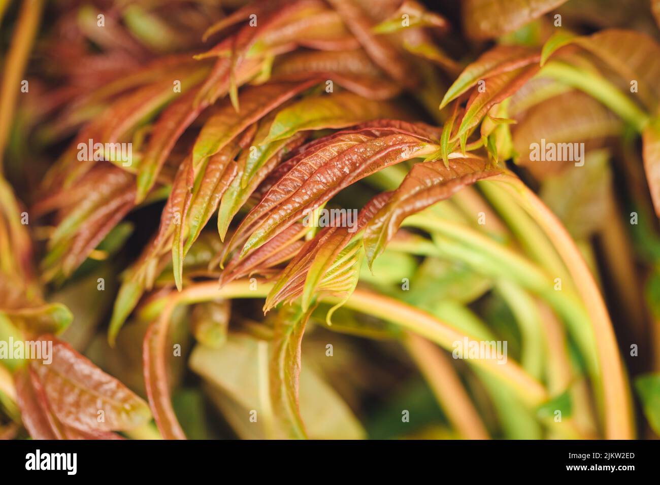 Chinese toona hi-res stock photography and images - Alamy