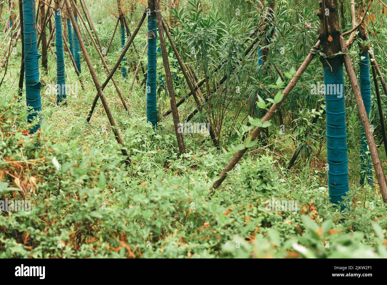 Planting a tree garden hi-res stock photography and images - Alamy