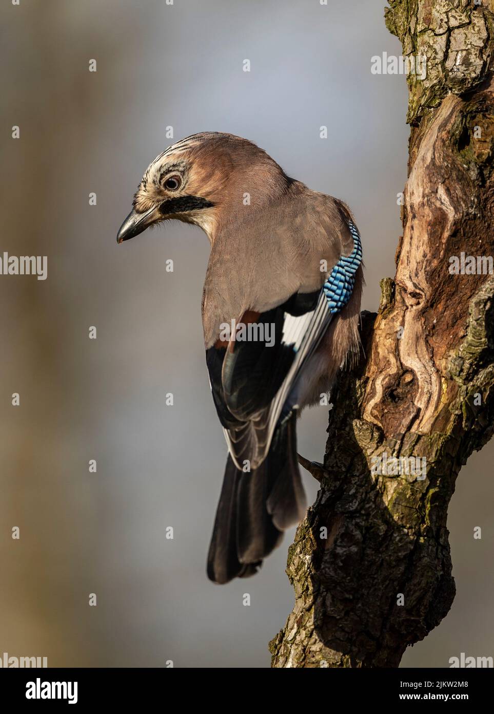 Close up of a European jay, Scientific name: Garrulus Glandarius ...