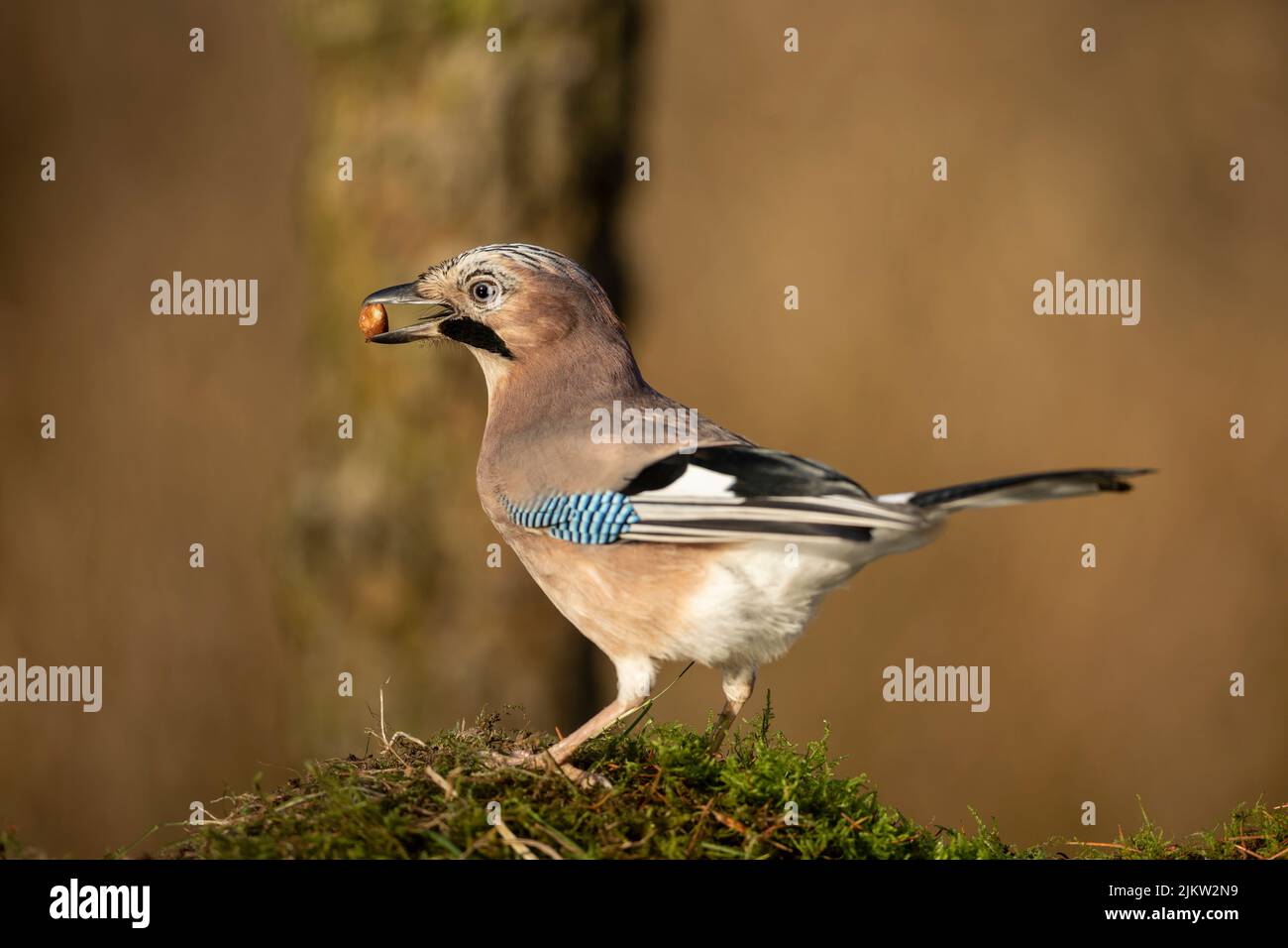 Close up of a European jay, Scientific name: Garrulus Glandarius ...