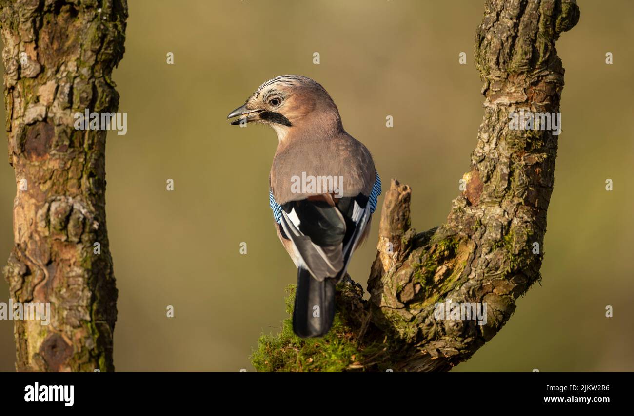 Close up of a European jay, Scientific name: Garrulus Glandarius ...