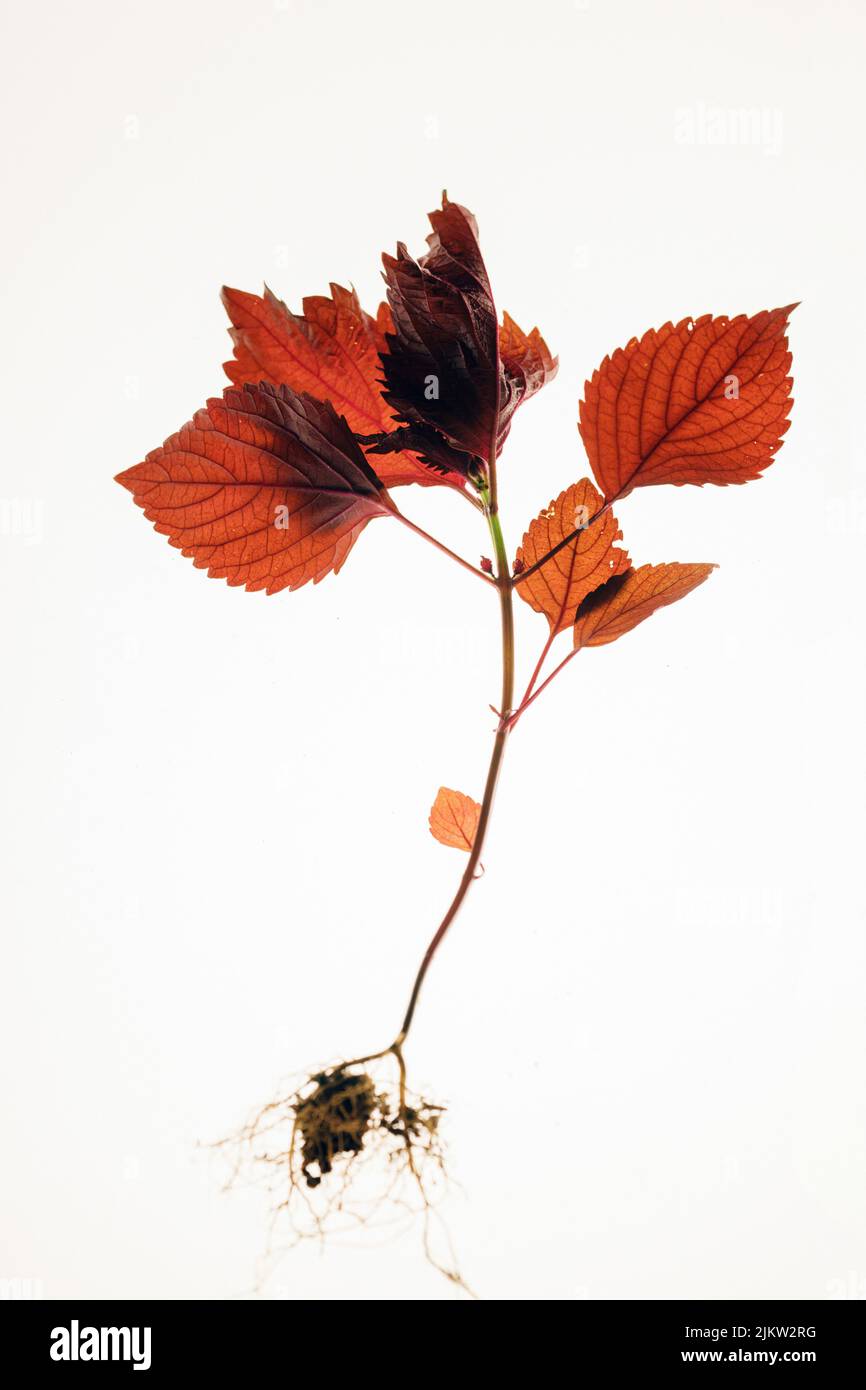 Perilla seedlings hi-res stock photography and images - Alamy