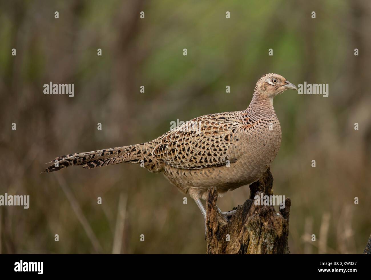 Female common pheasant, scientific name phasianus colchicus, hen ...