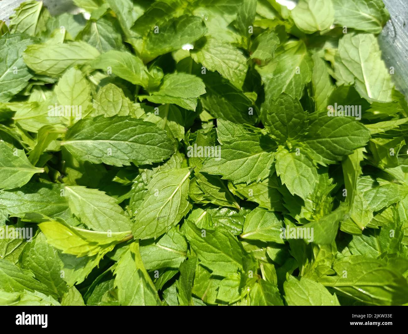 Peppermint leaves in garden hi-res stock photography and images - Alamy