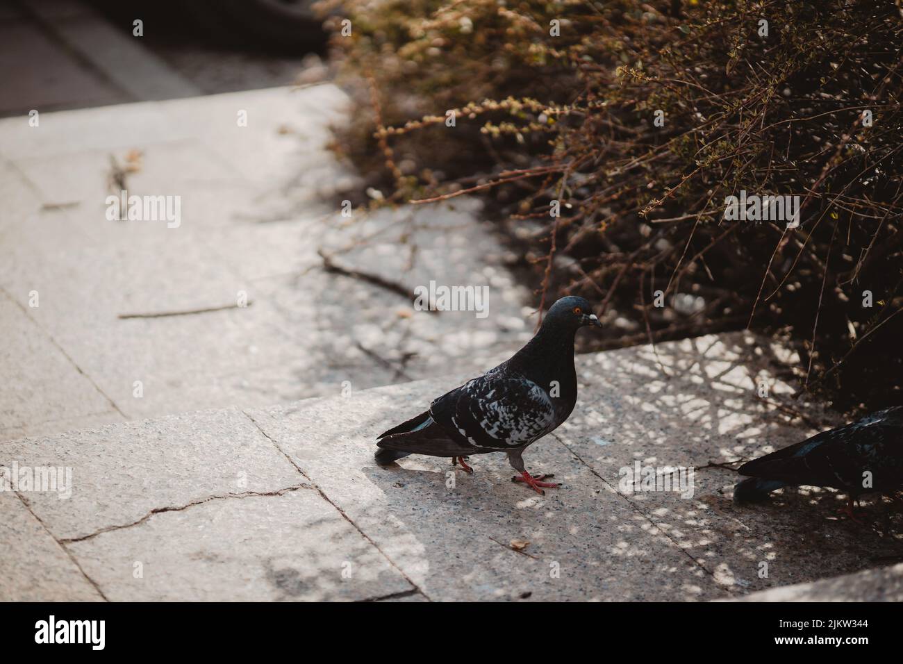 Pigeon bush hi-res stock photography and images - Alamy