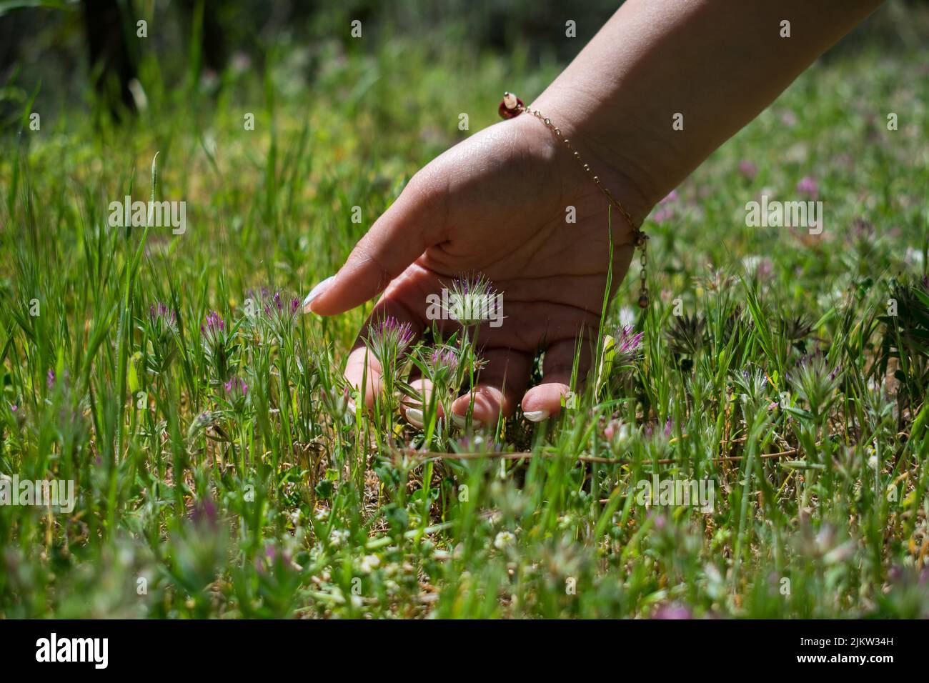Hand holding plants hi-res stock photography and images - Alamy