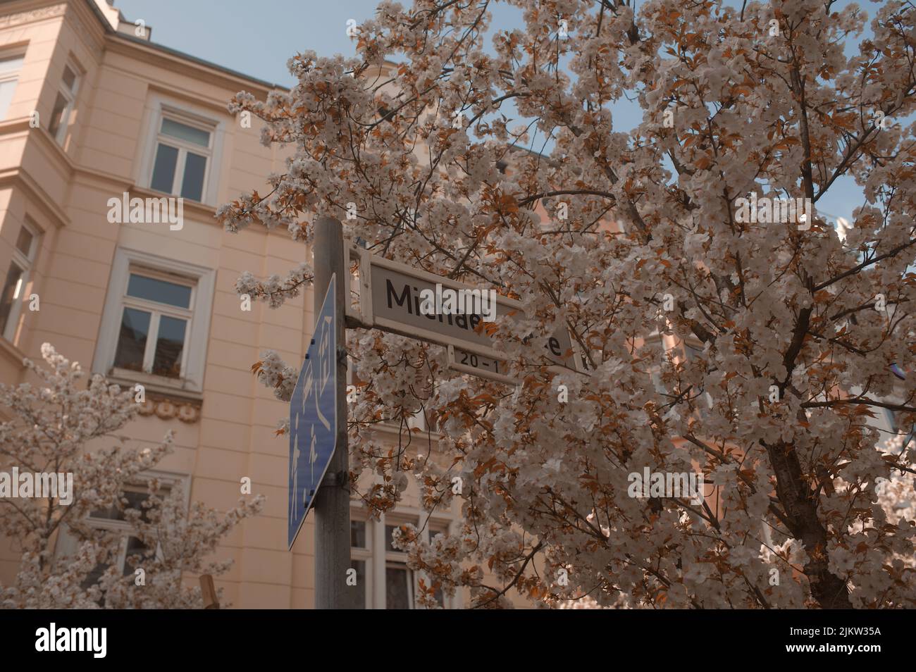 A low angle shot of a sign with street name hidden behind sakura tree ...