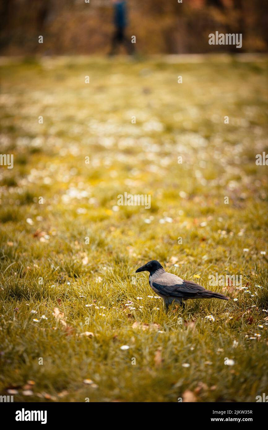 A vertical shot of a black crow in the park on a blurry background ...
