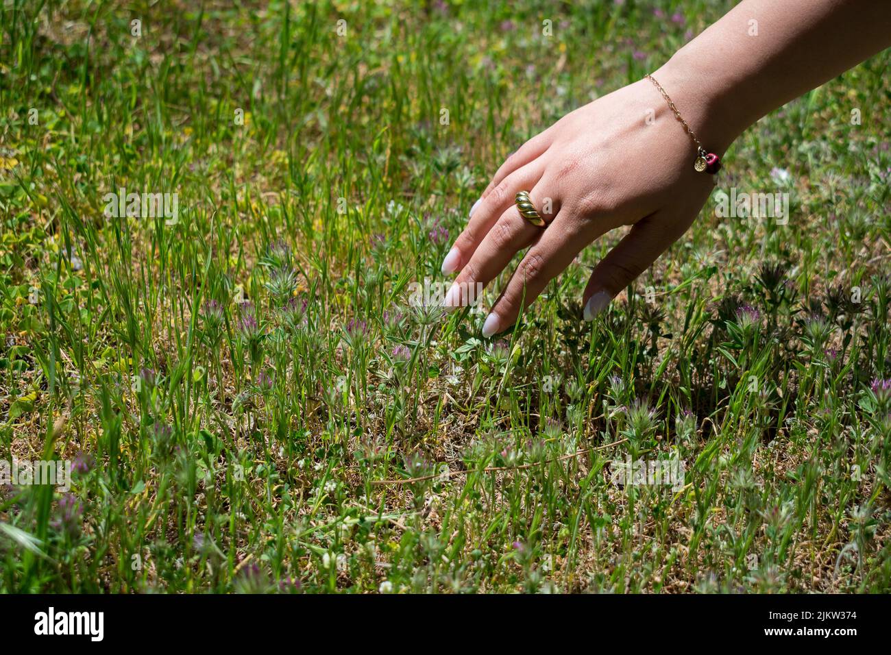 Hand holding grass hi-res stock photography and images - Alamy
