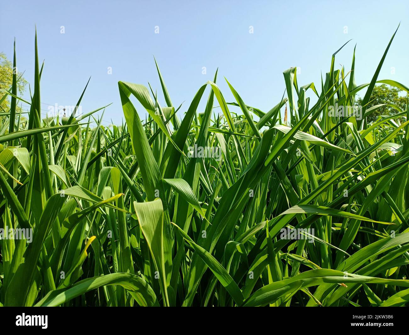 Jowar plantation hi-res stock photography and images - Alamy