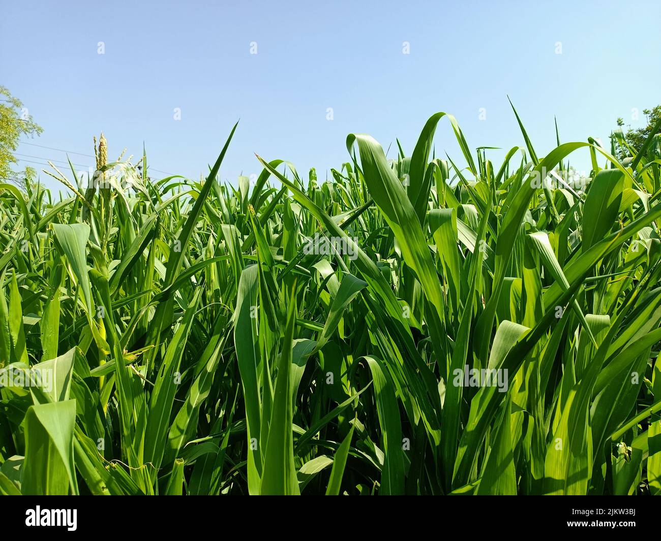 Sorghum plants hi-res stock photography and images - Alamy