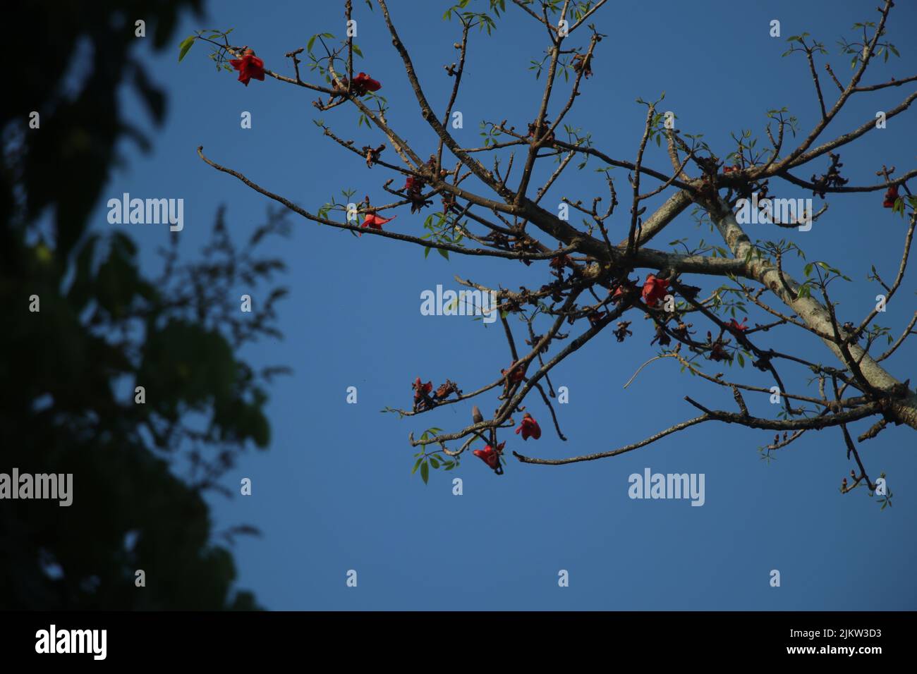 Leafless tree low angle hi-res stock photography and images - Alamy