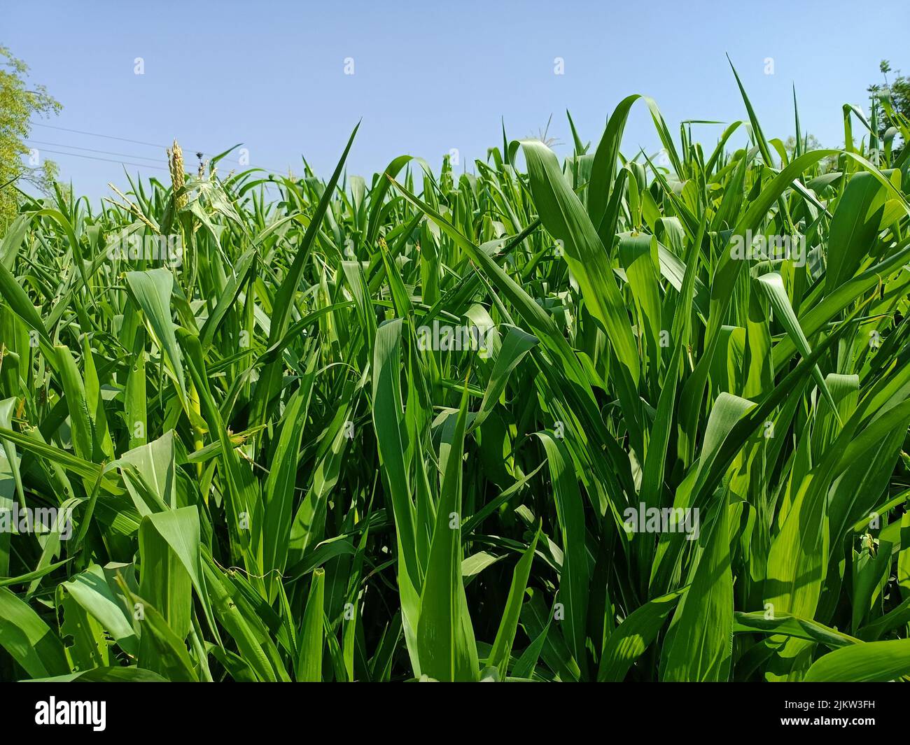 Crop filed hi-res stock photography and images - Alamy