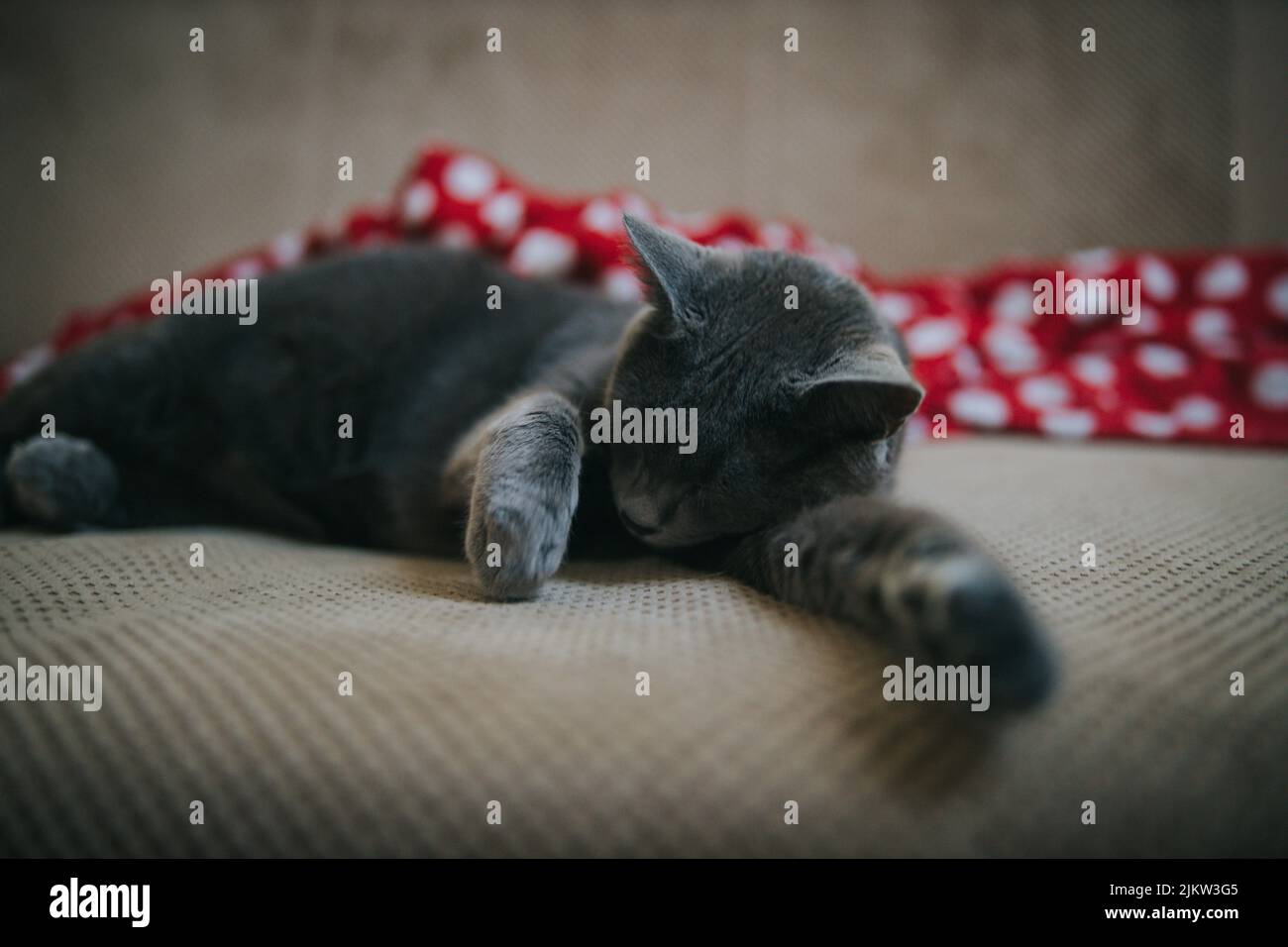 a beautiful selective shot of a russian cut sleeping on a couch Stock ...