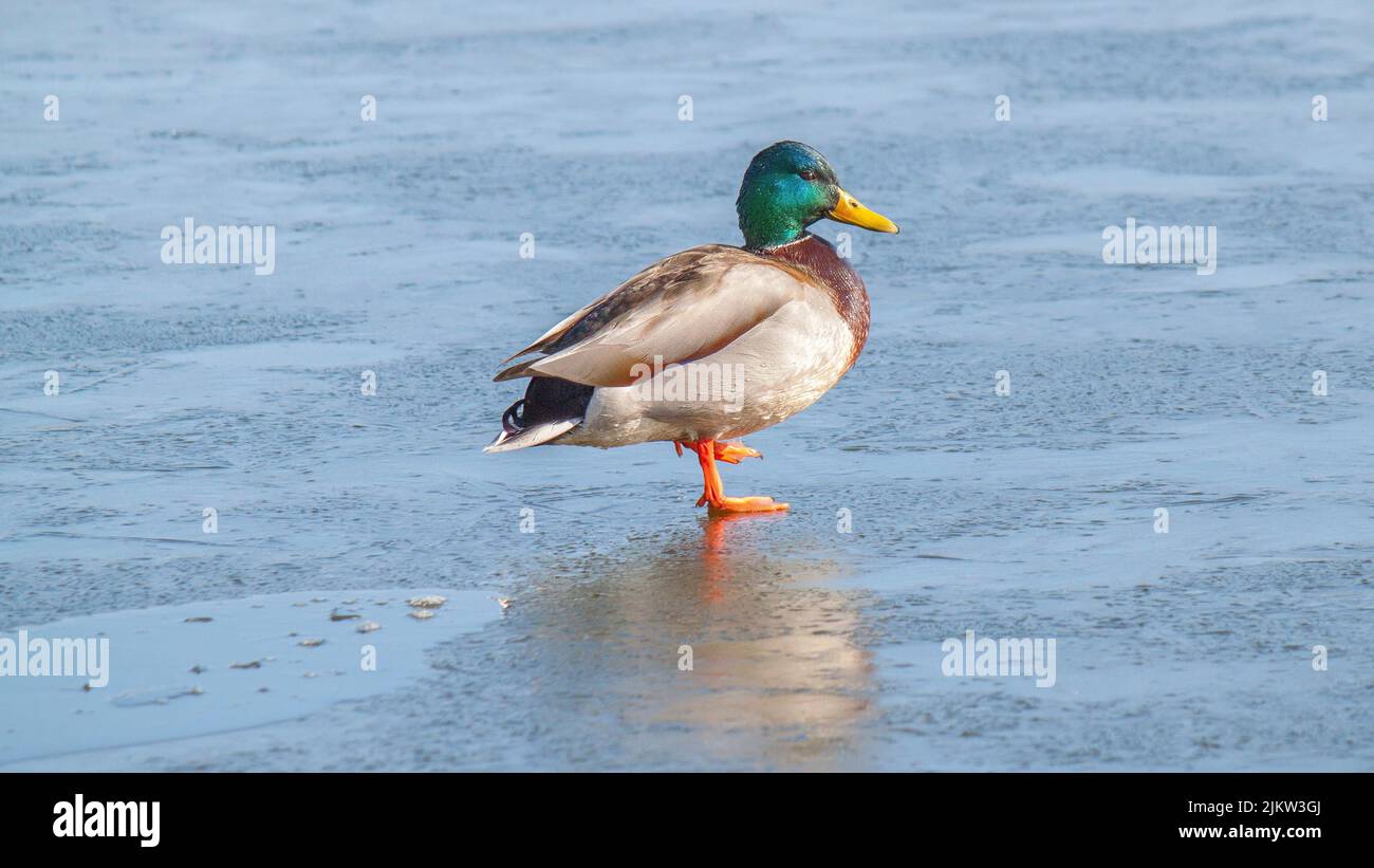 A cute, chubby mallard duck standing on the wet shore under bright ...