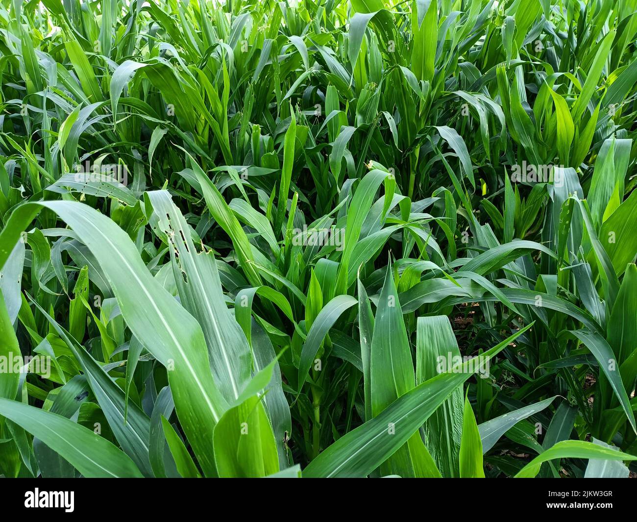 Jowar farming hi-res stock photography and images - Alamy