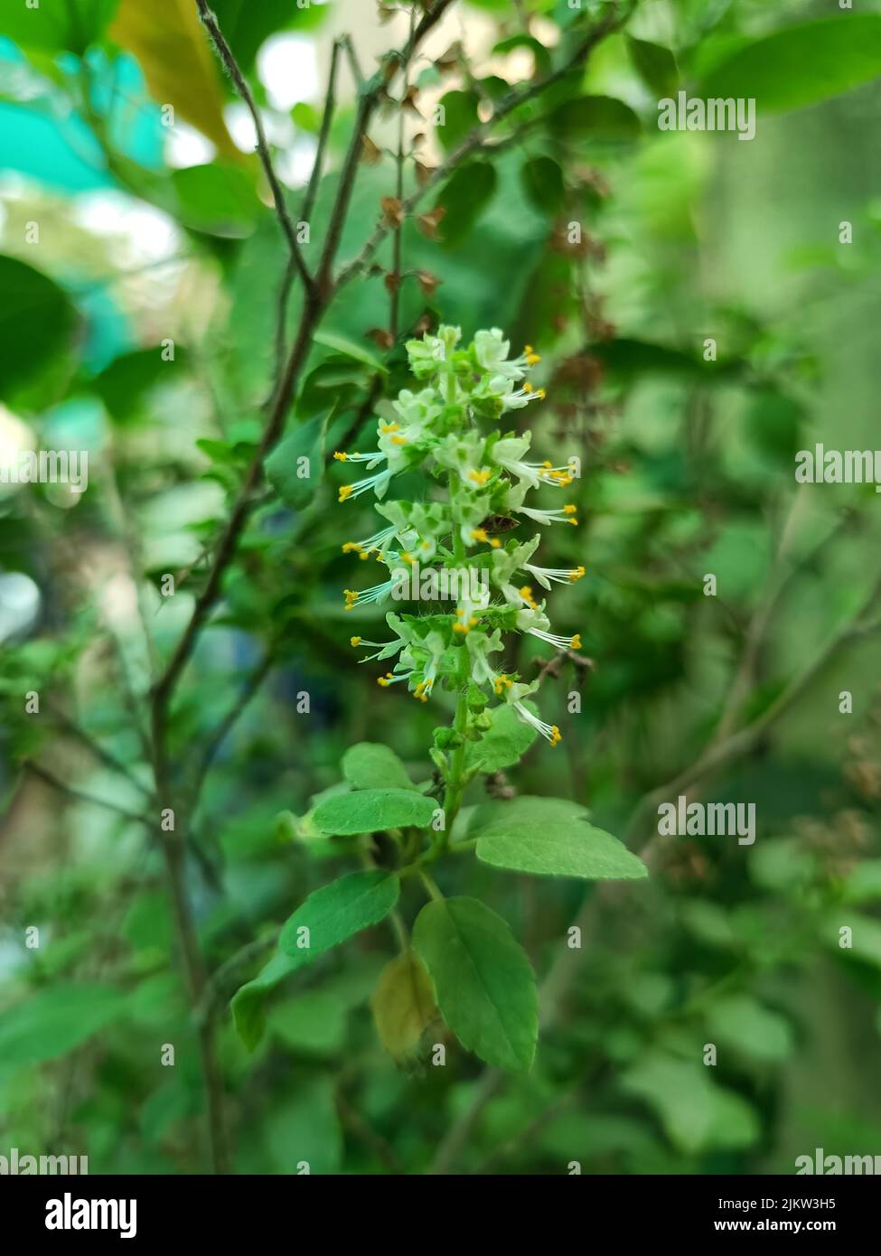 Ocimum sanctum holy basil hi-res stock photography and images - Alamy