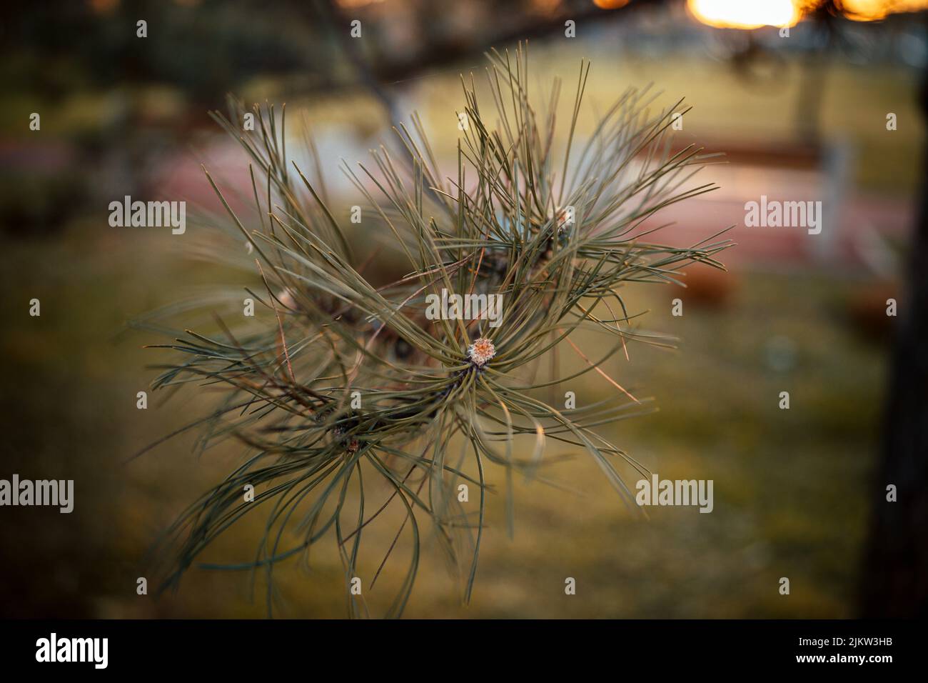 Red pine tree hi-res stock photography and images - Alamy