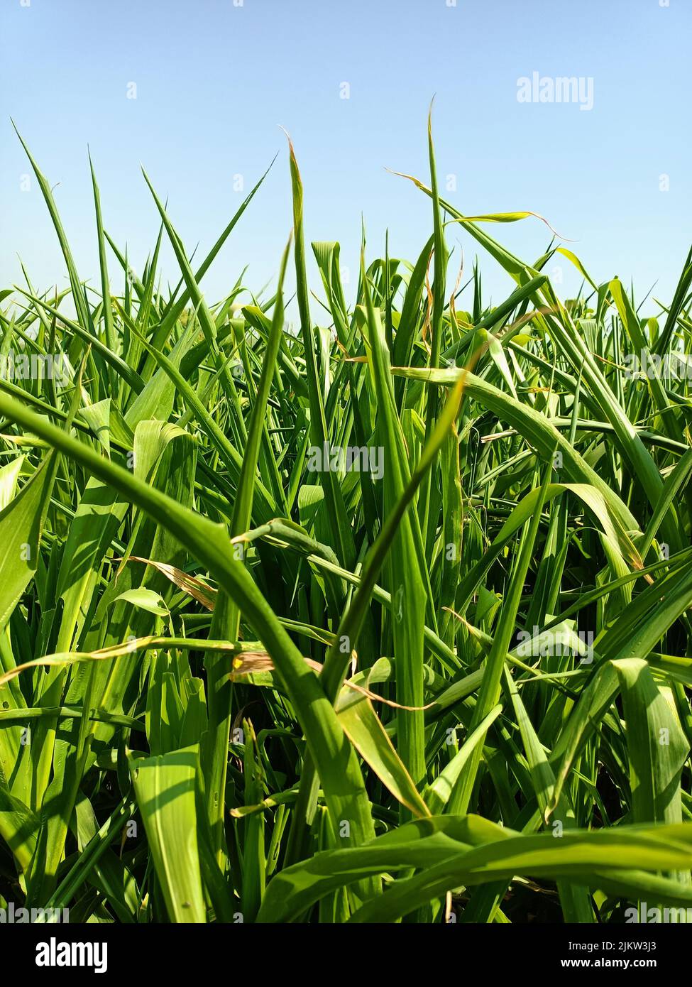 Jowar plantation hi-res stock photography and images - Alamy