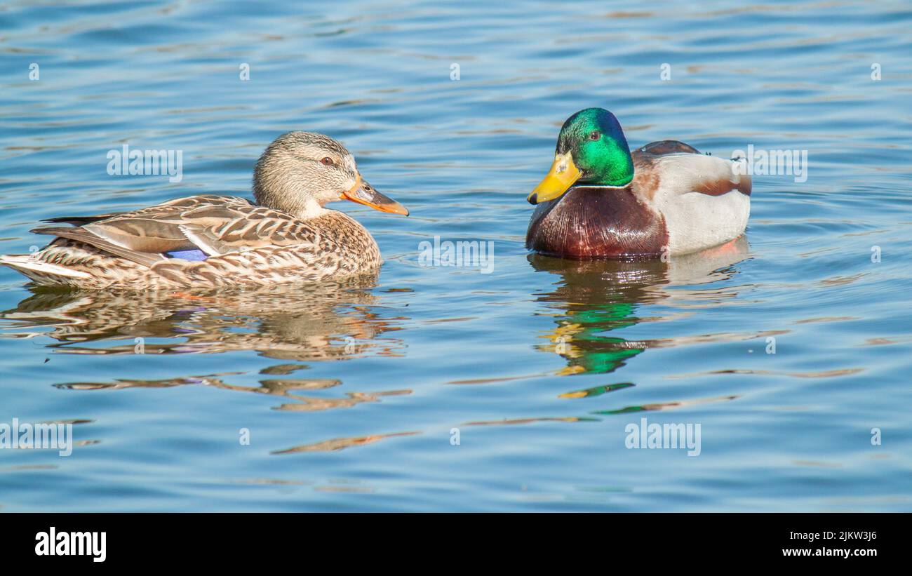 Female facing hi-res stock photography and images - Alamy