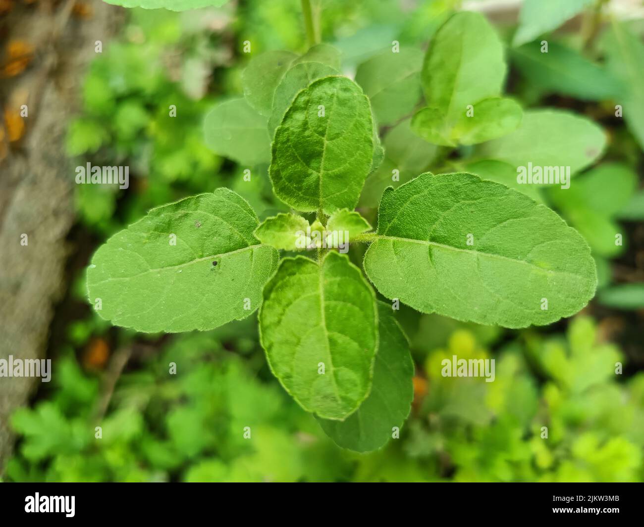 Thulasi flower hi-res stock photography and images - Alamy