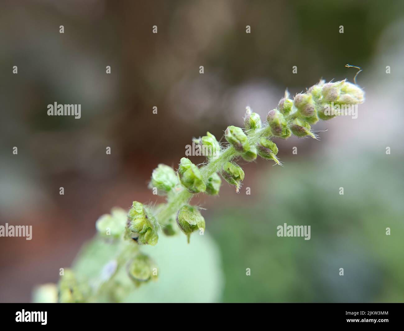 Ocimum sanctum holy basil hi-res stock photography and images - Alamy