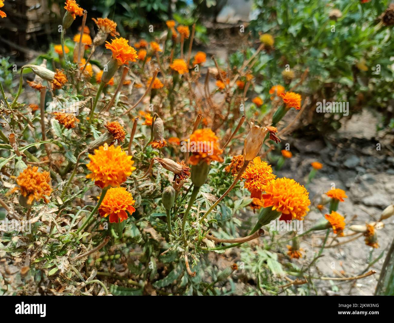 Marigold plant leaves hi-res stock photography and images - Alamy