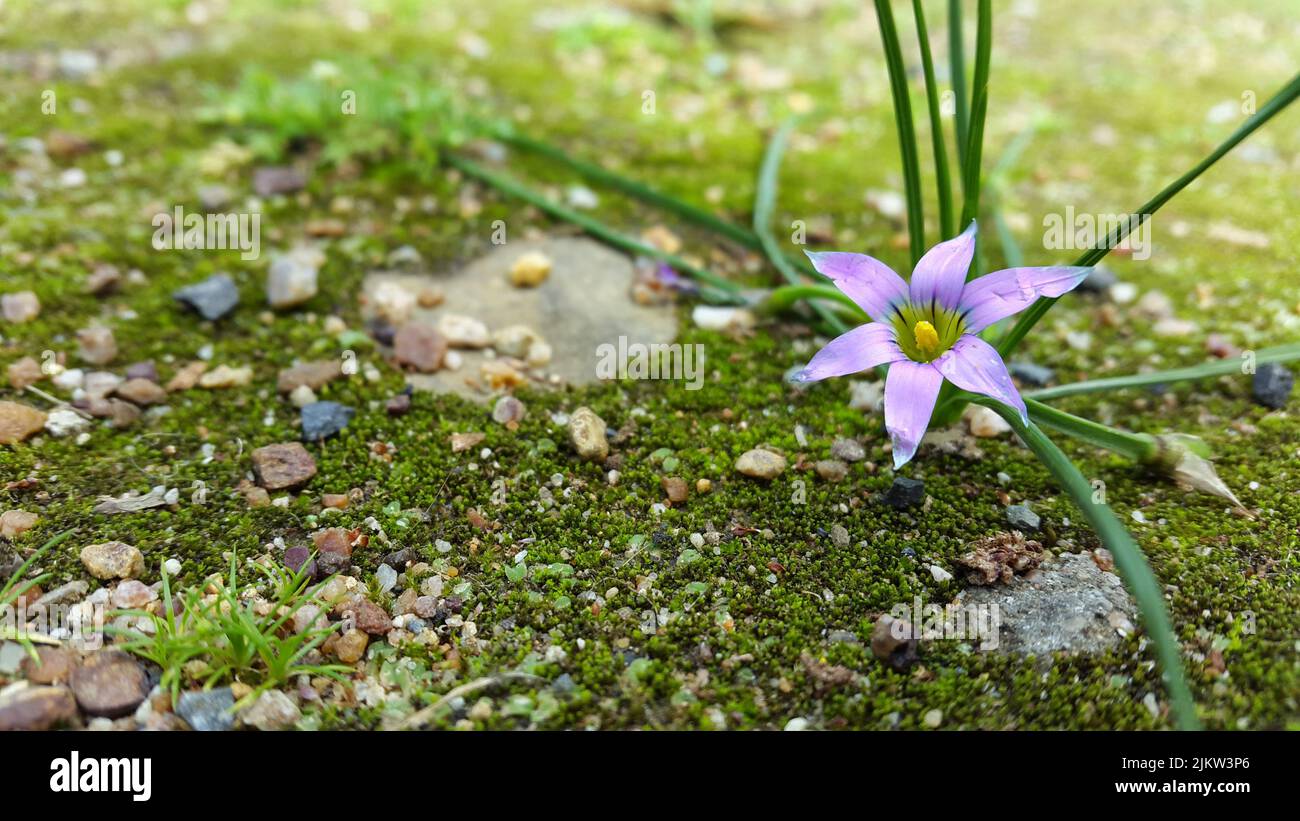 A Crocus-leaved romulea in a garden full of small rock pieces Stock ...