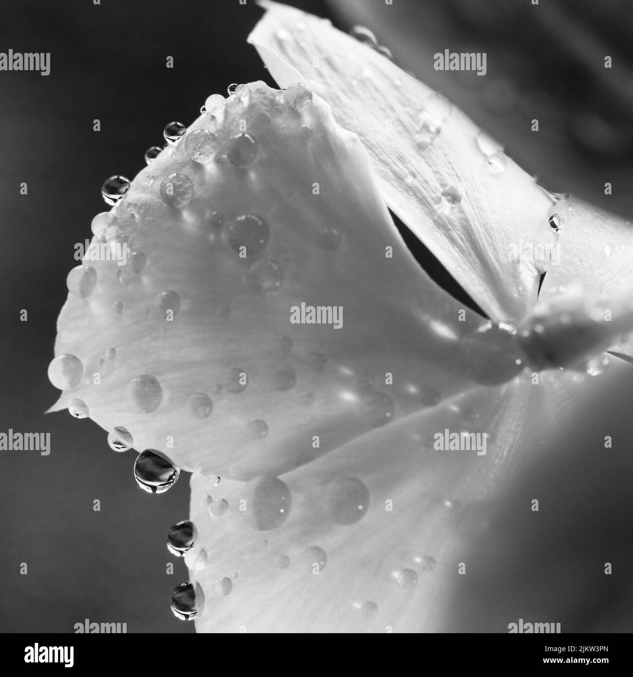 Flower plant spring beautiful Black and White Stock Photos & Images - Alamy