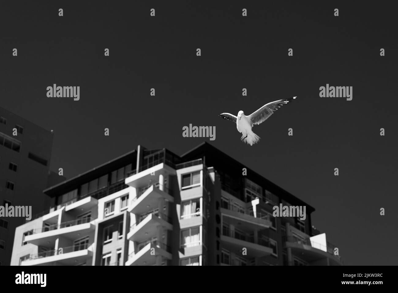 Bird low angle hi-res stock photography and images - Alamy