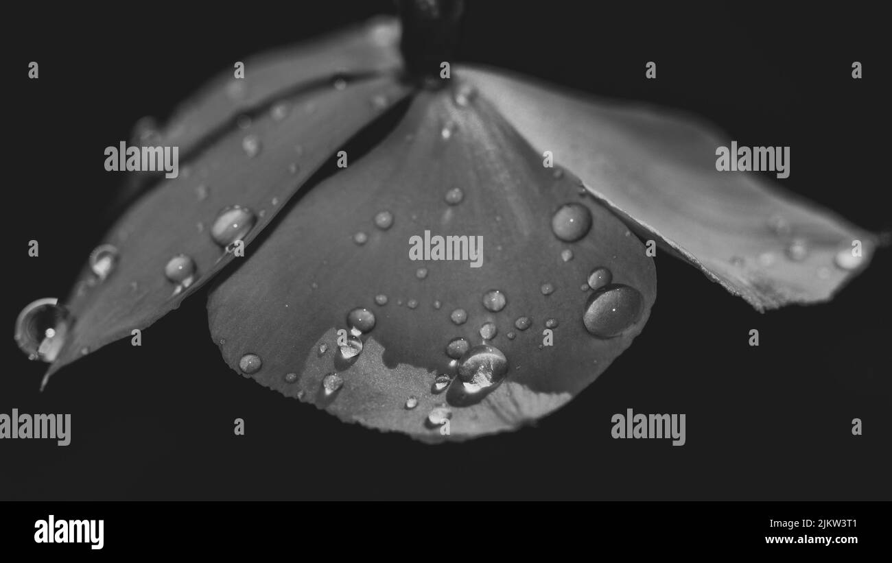 Green and greyscale hi-res stock photography and images - Alamy