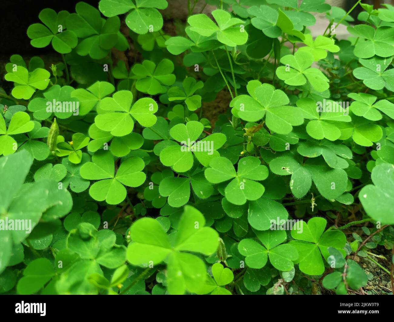 Irish wild flora hi-res stock photography and images - Alamy