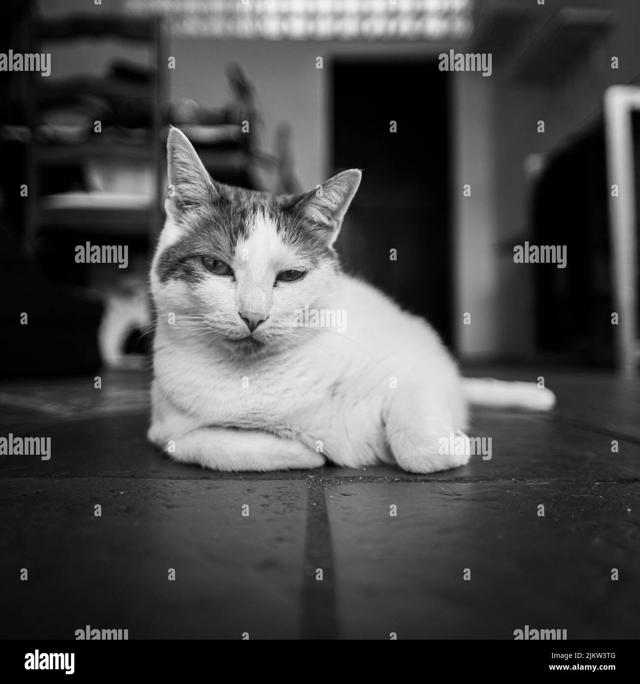 Grayscale cat hi-res stock photography and images - Alamy
