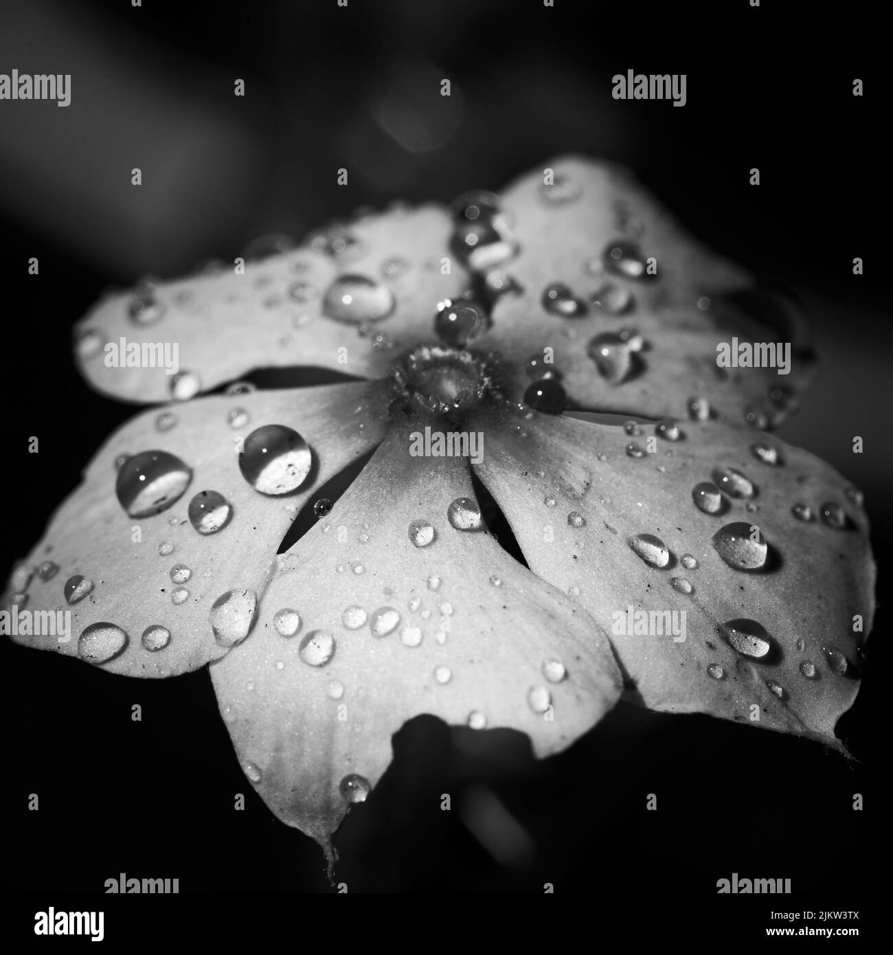 Flower plant spring beautiful Black and White Stock Photos & Images - Alamy