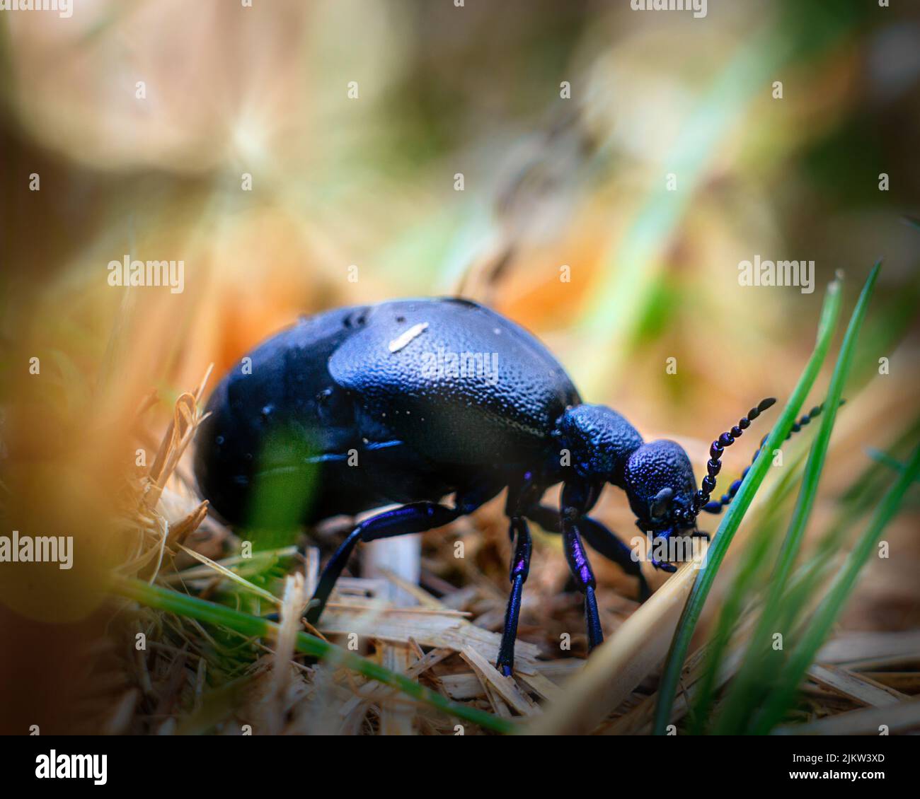 Blister beetle bug hi-res stock photography and images - Alamy