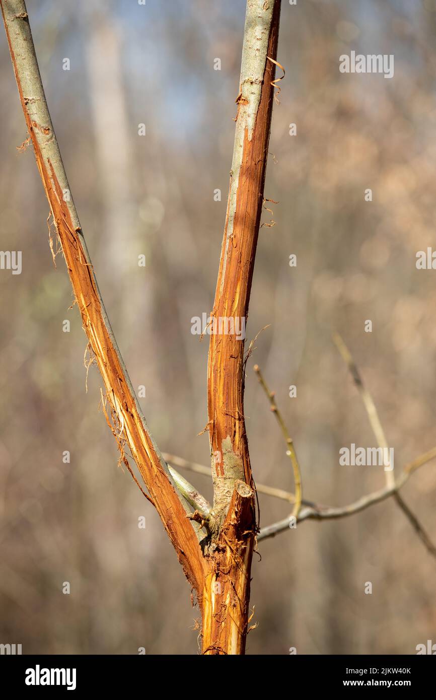 A close-up with the bark of a branch eaten by deer - wild animal Stock ...