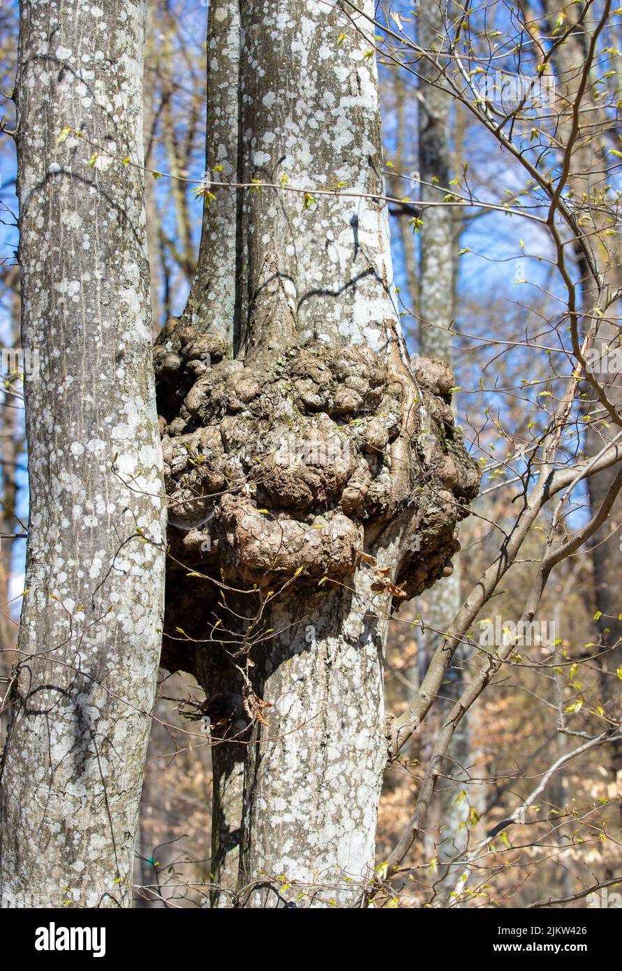 A closeup with a diseased tree trunk Stock Photo - Alamy