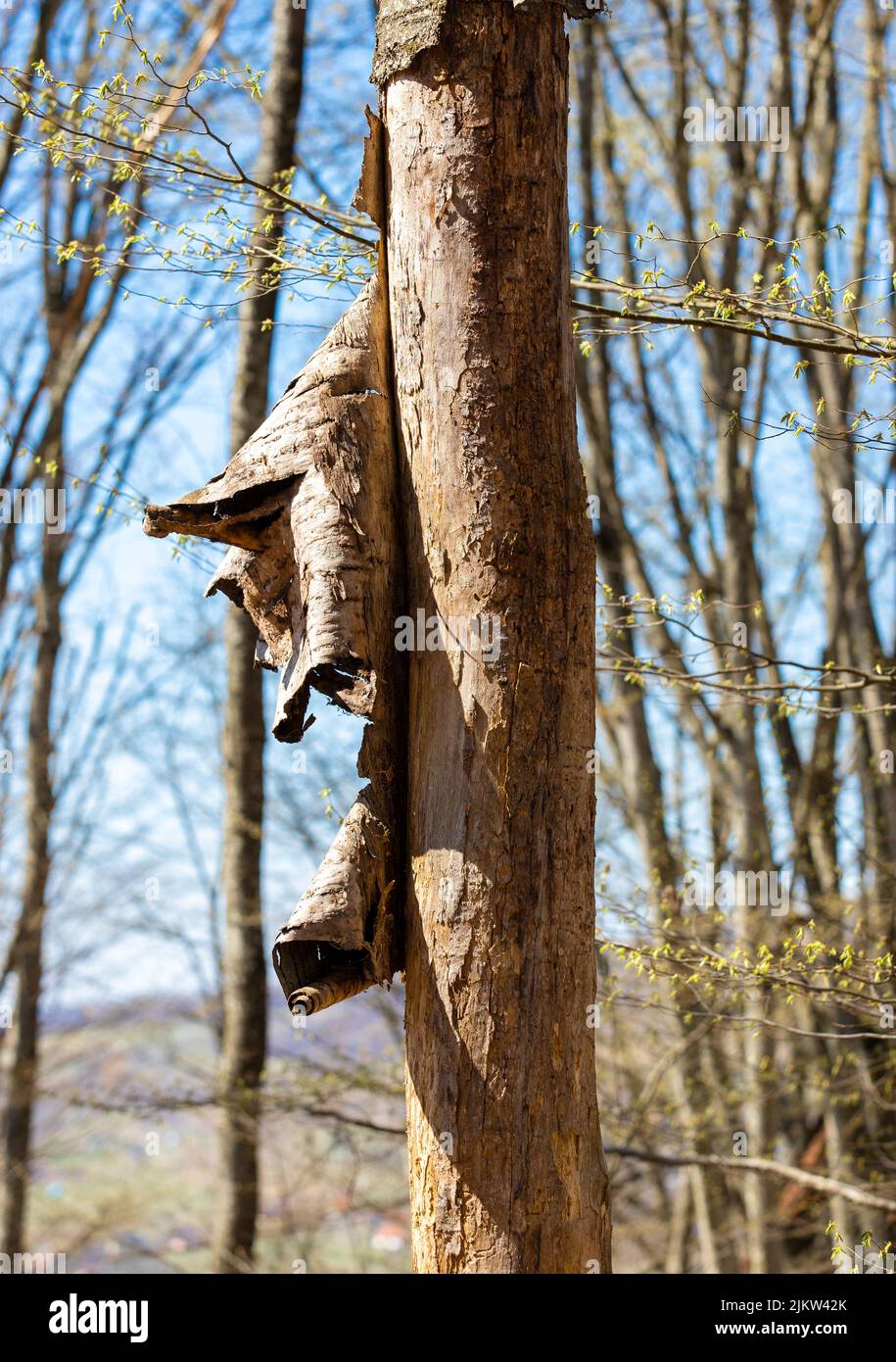 Dead cherry tree hi-res stock photography and images - Alamy