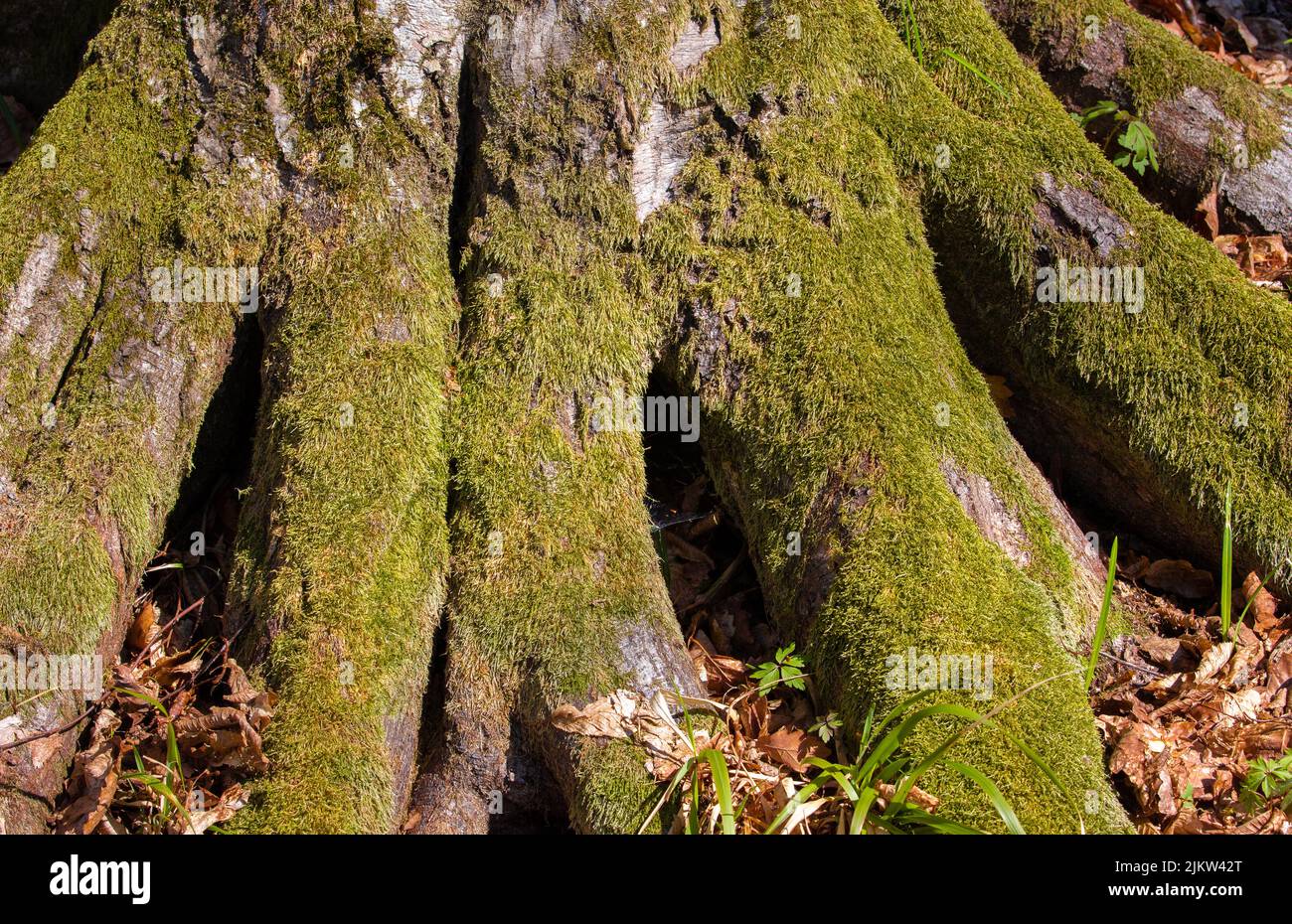 Wooden tree roots hi-res stock photography and images - Alamy