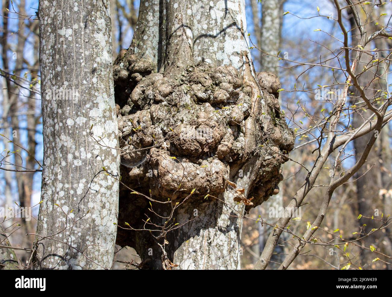 A closeup with a diseased tree trunk Stock Photo - Alamy