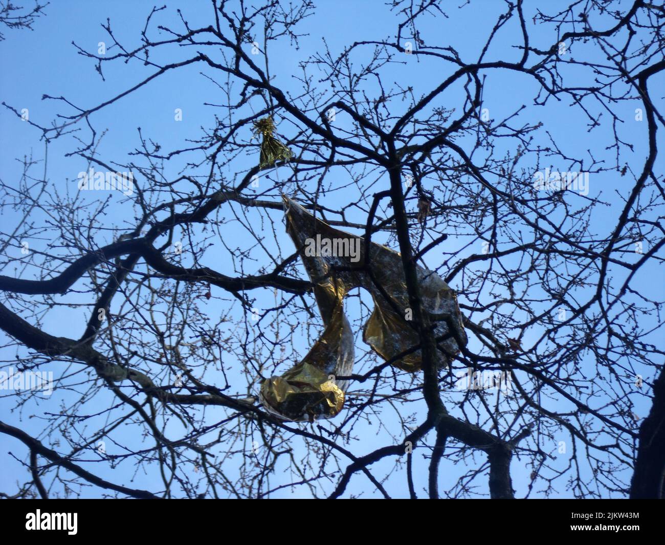 Balloon stuck tree hi-res stock photography and images - Alamy