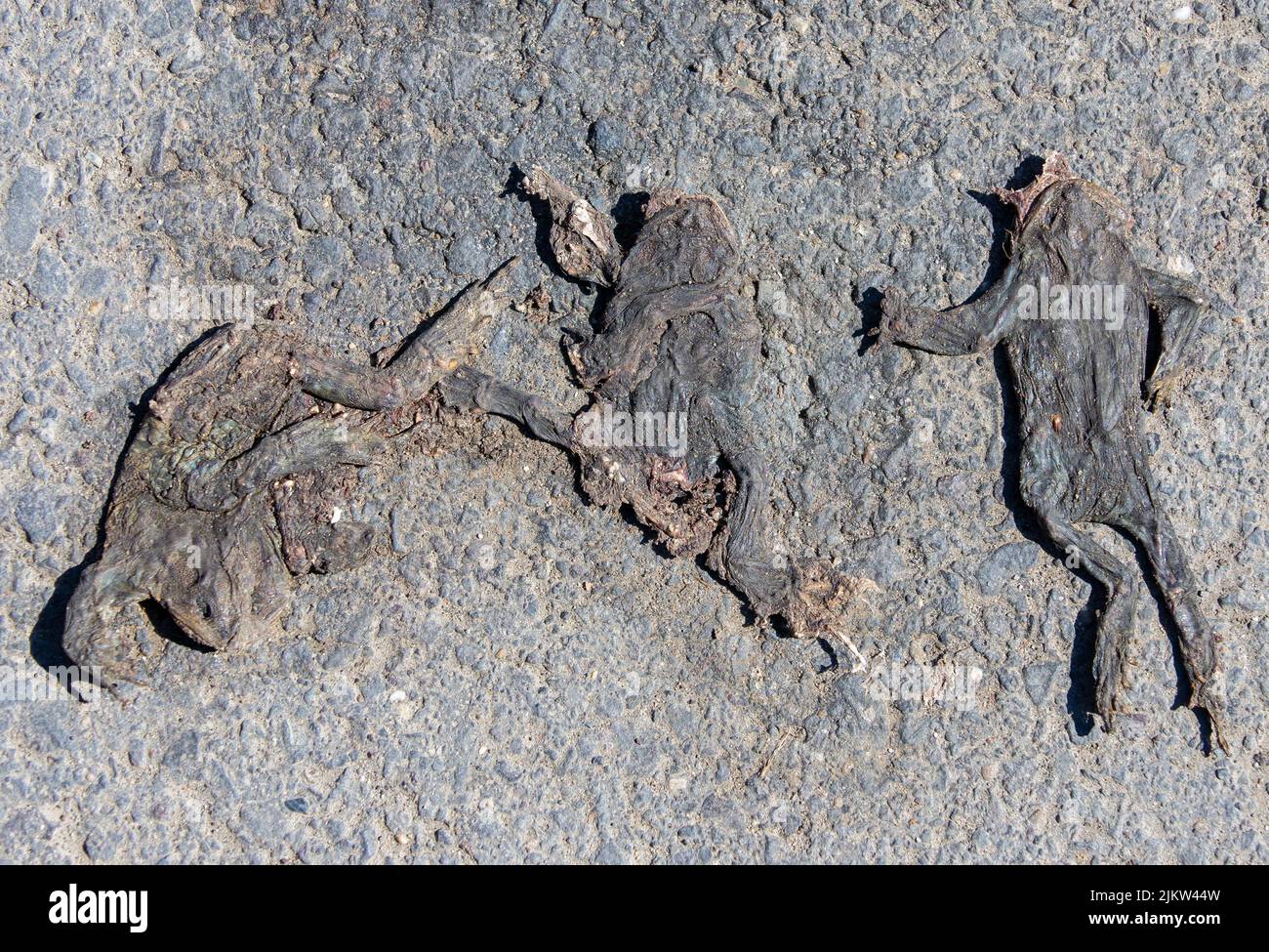 Frog crushed hi-res stock photography and images - Alamy