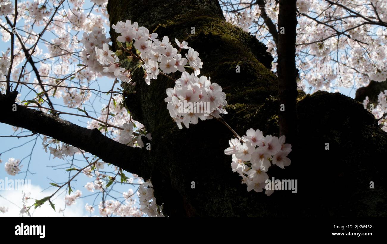 Sakura tree hi-res stock photography and images - Alamy
