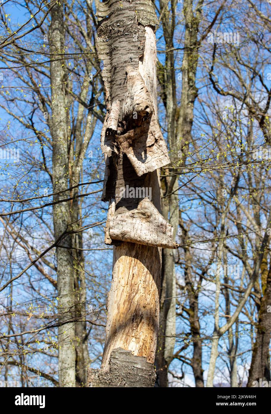 a cherry stalk with exfoliated bark in closeup Stock Photo - Alamy