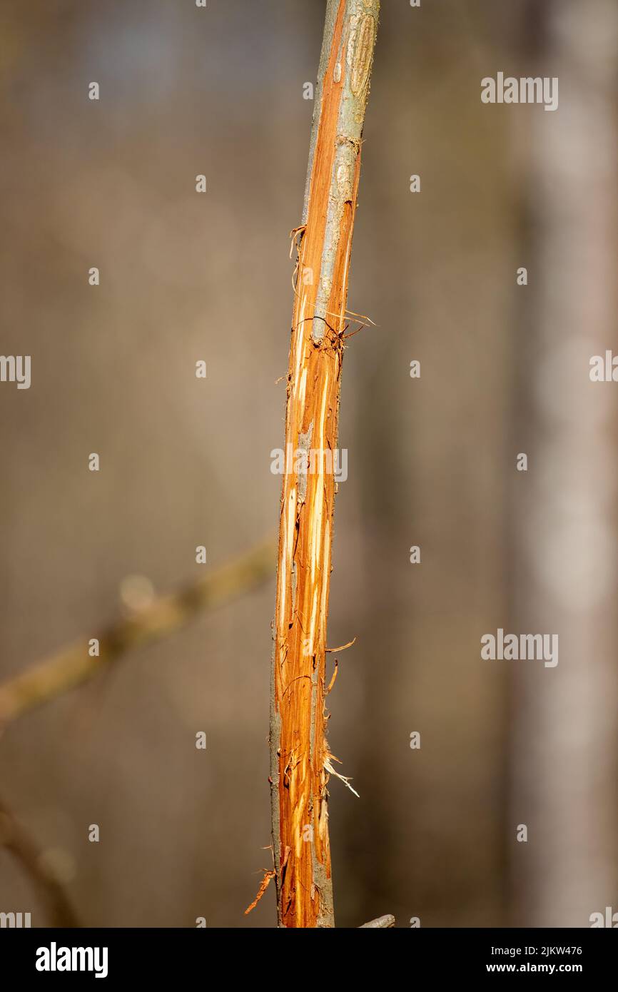 A close-up with the bark of a branch eaten by deer - wild animal Stock ...