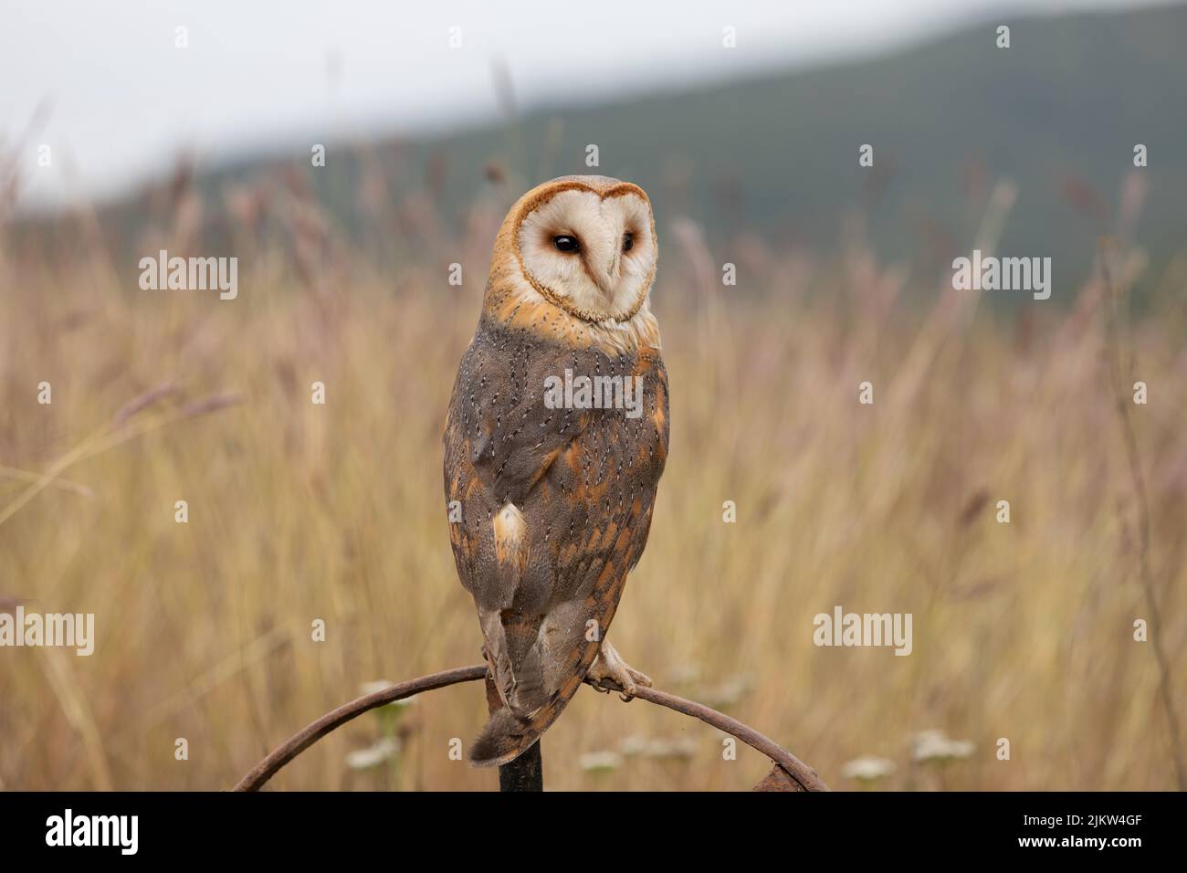The barn owl (Tyto alba) perched on an old rusty farm wheel in the ...